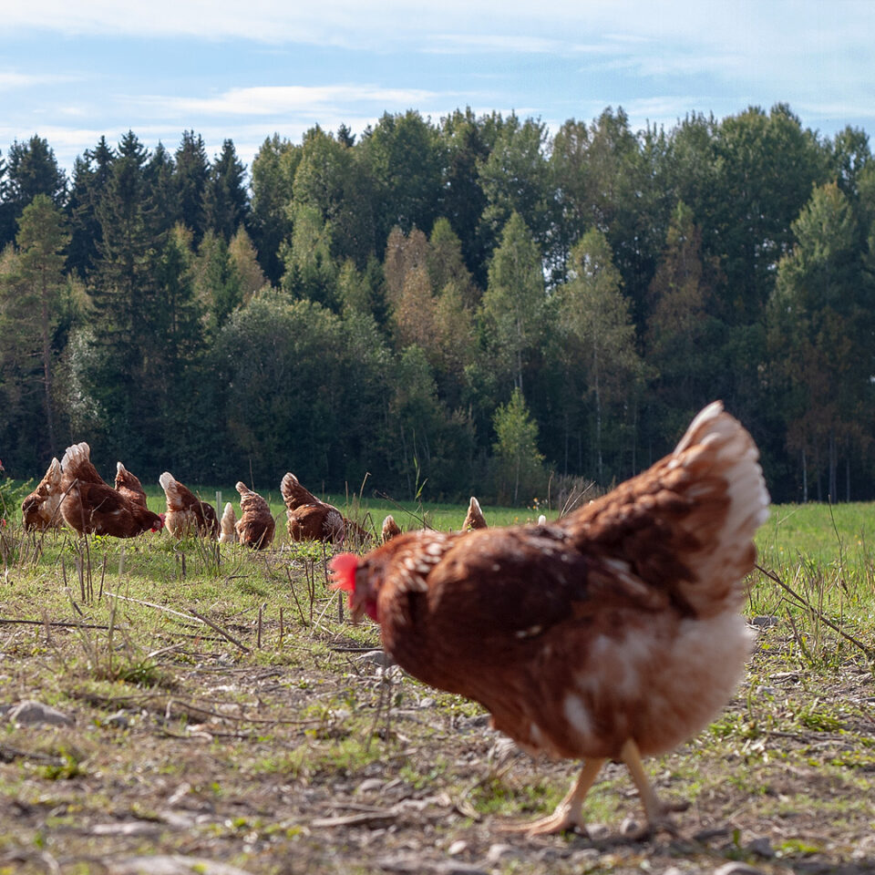 Luomu on eettistä ja vastuullista : Kuorttisen luomukanala